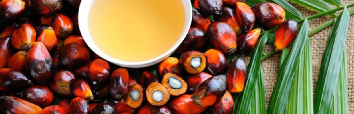 Wholesale Sustainable Palm Oil - AWGifts Europe - Giftware and ... Wholesale Sustainable Palm Oil - AWGifts Europe - Giftware and ...